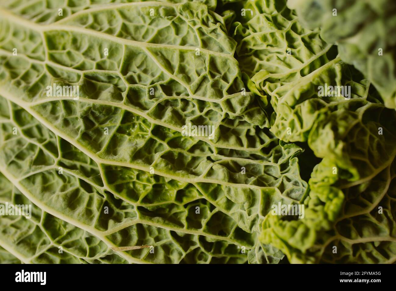 Green cabbage texture and background for design. Organic pattern and ...