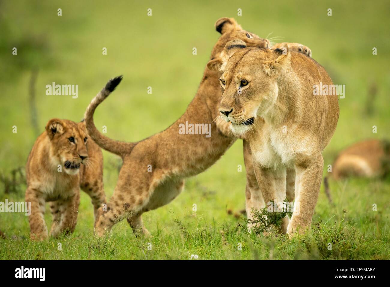 Cub leans on lioness on hind legs Stock Photo - Alamy