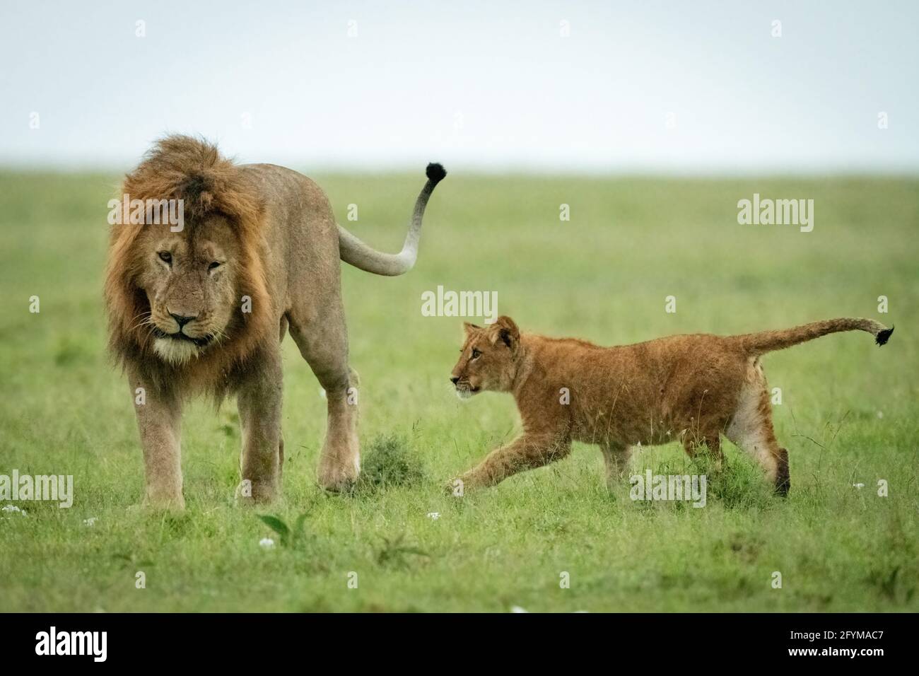 Big lion runs hi-res stock photography and images - Alamy