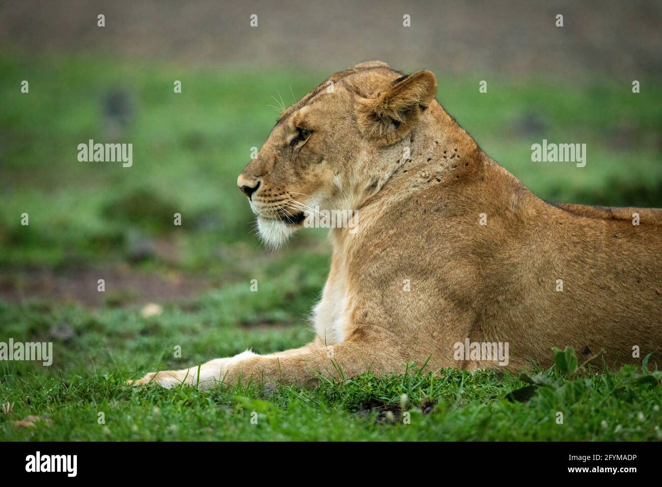 Close-up of lioness lying down facing left Stock Photo - Alamy
