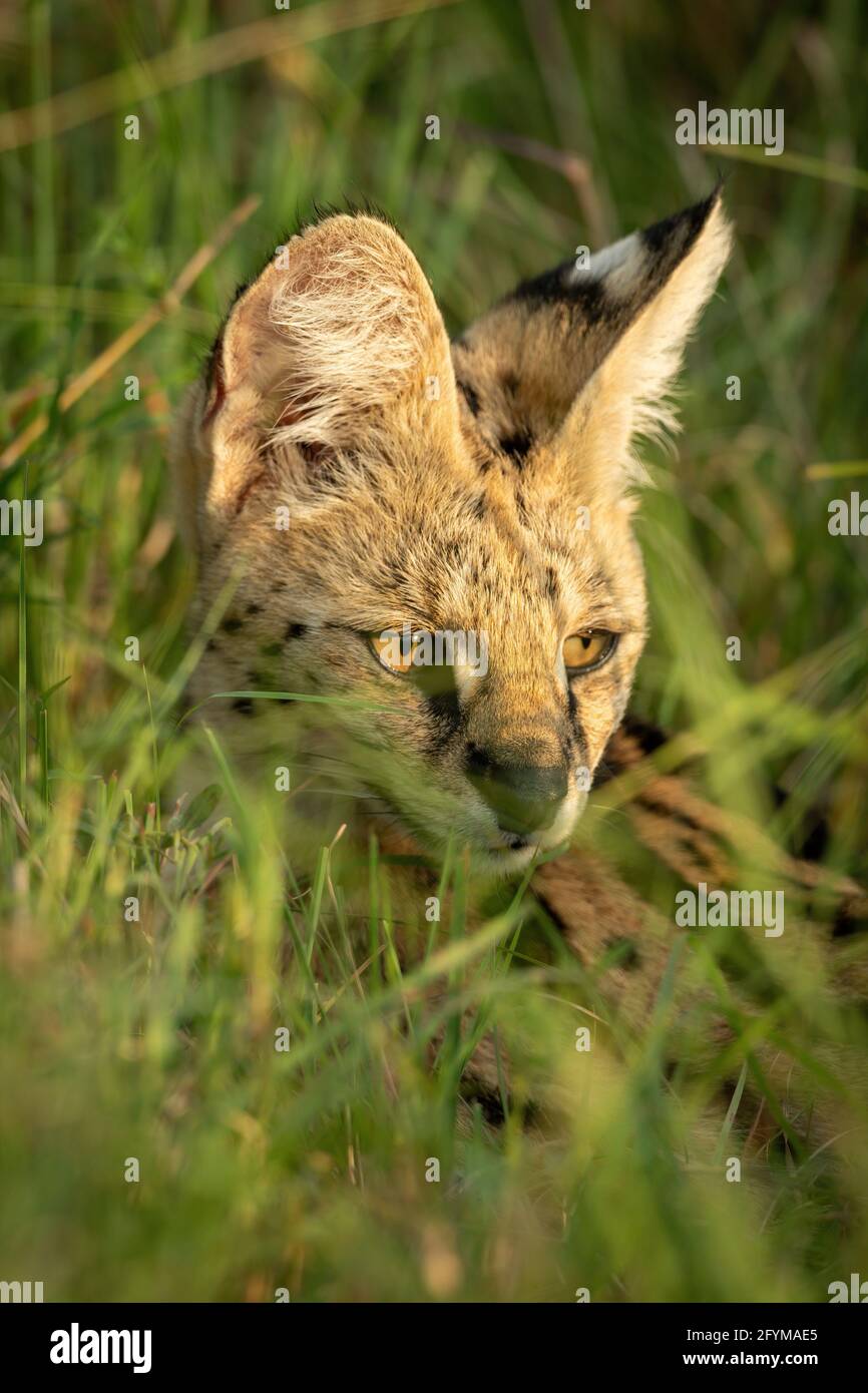 Close-up of serval head in long grass Stock Photo - Alamy