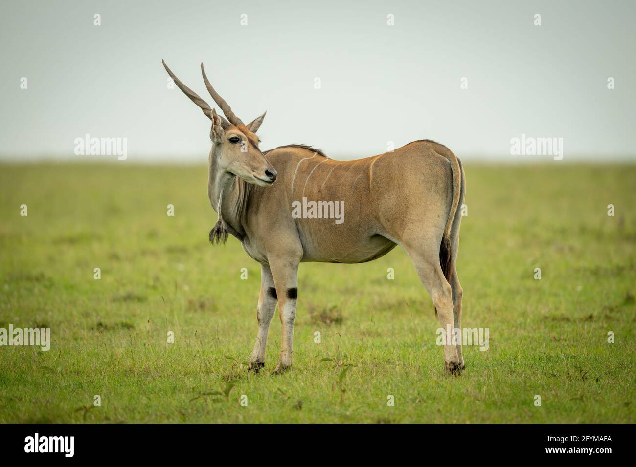 Common eland stands on grass looking back Stock Photo - Alamy