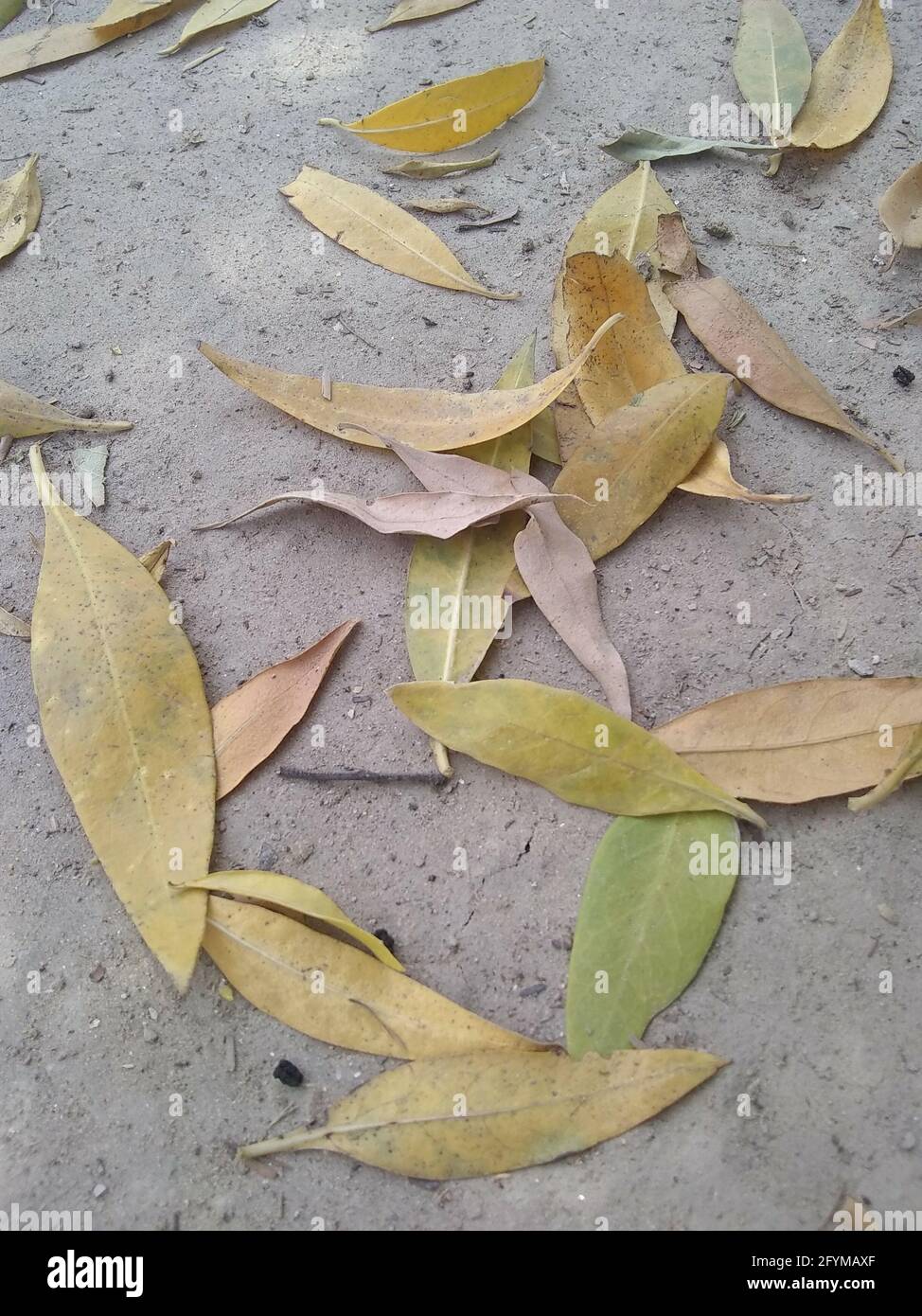 Gathered autumn tree leaves hi-res stock photography and images - Alamy