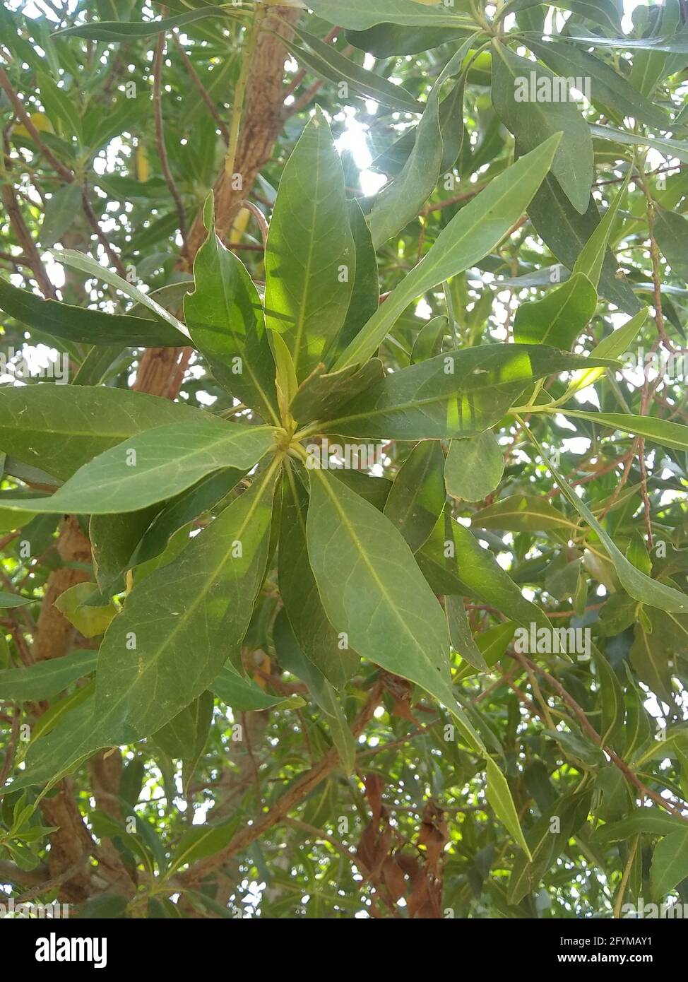 Dense leaves on a tree branch Stock Photo - Alamy
