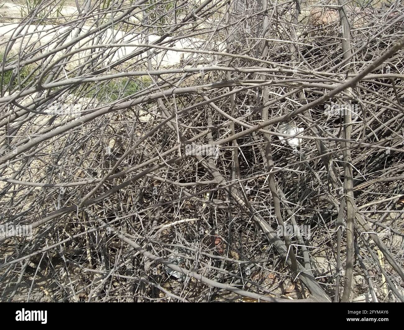 Trees with thorns hi-res stock photography and images - Alamy