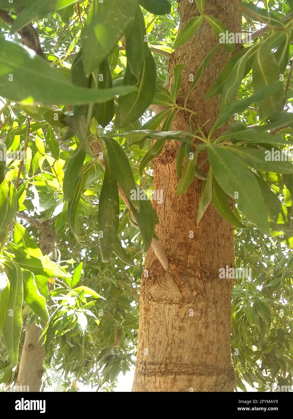 A thick twig of a lush tree is hidden behind the leaves Stock Photo - Alamy