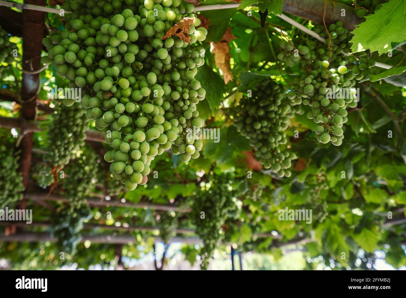 Wine farm greece hi-res stock photography and images - Alamy