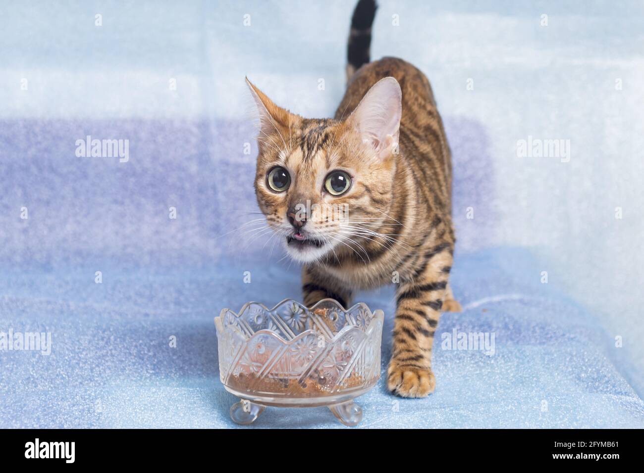 Beautiful small cat stands hi-res stock photography and images - Alamy