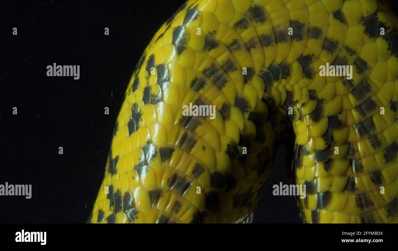 Anaconda pattern hi-res stock photography and images - Alamy