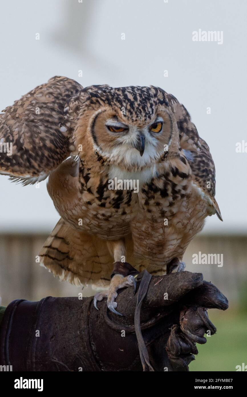 A Pharaoh eagle-owl (Bubo ascalaphus) on a trainer's glove up close in ...