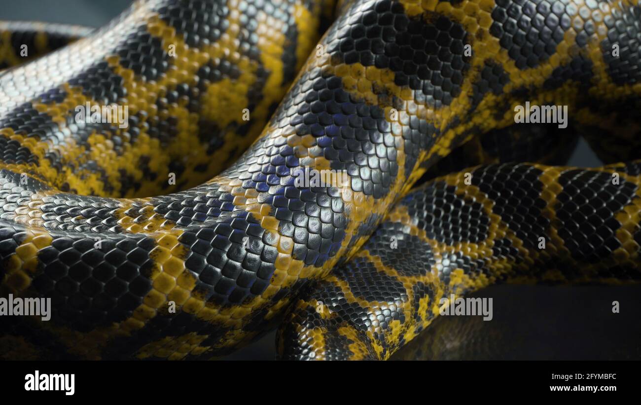 Anaconda Skin Pattern