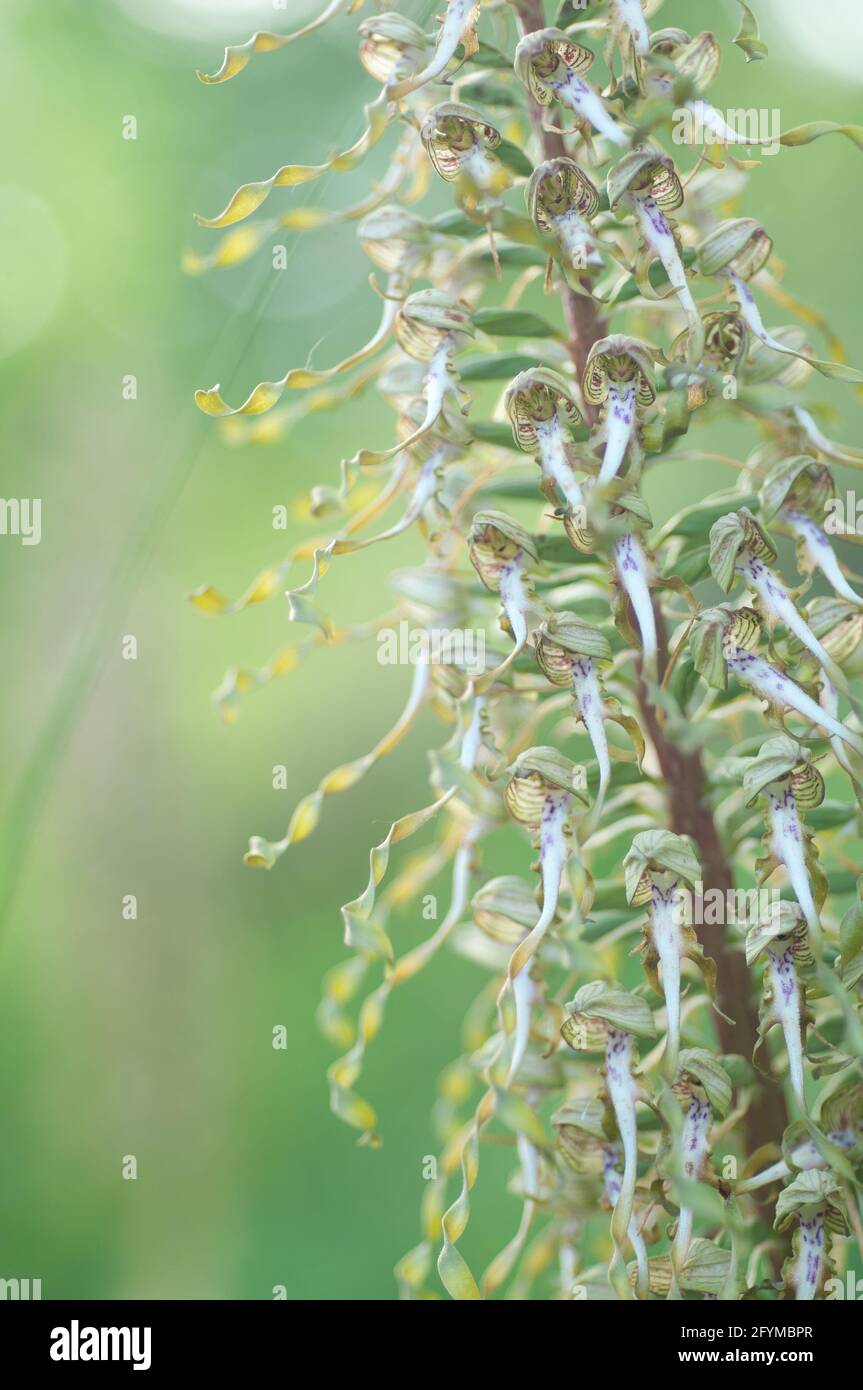 Inflorescence of a lizard orchid Stock Photo - Alamy