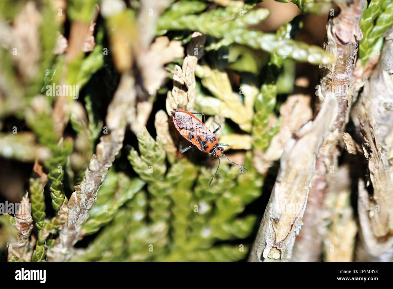 Firebug wings hi-res stock photography and images - Alamy