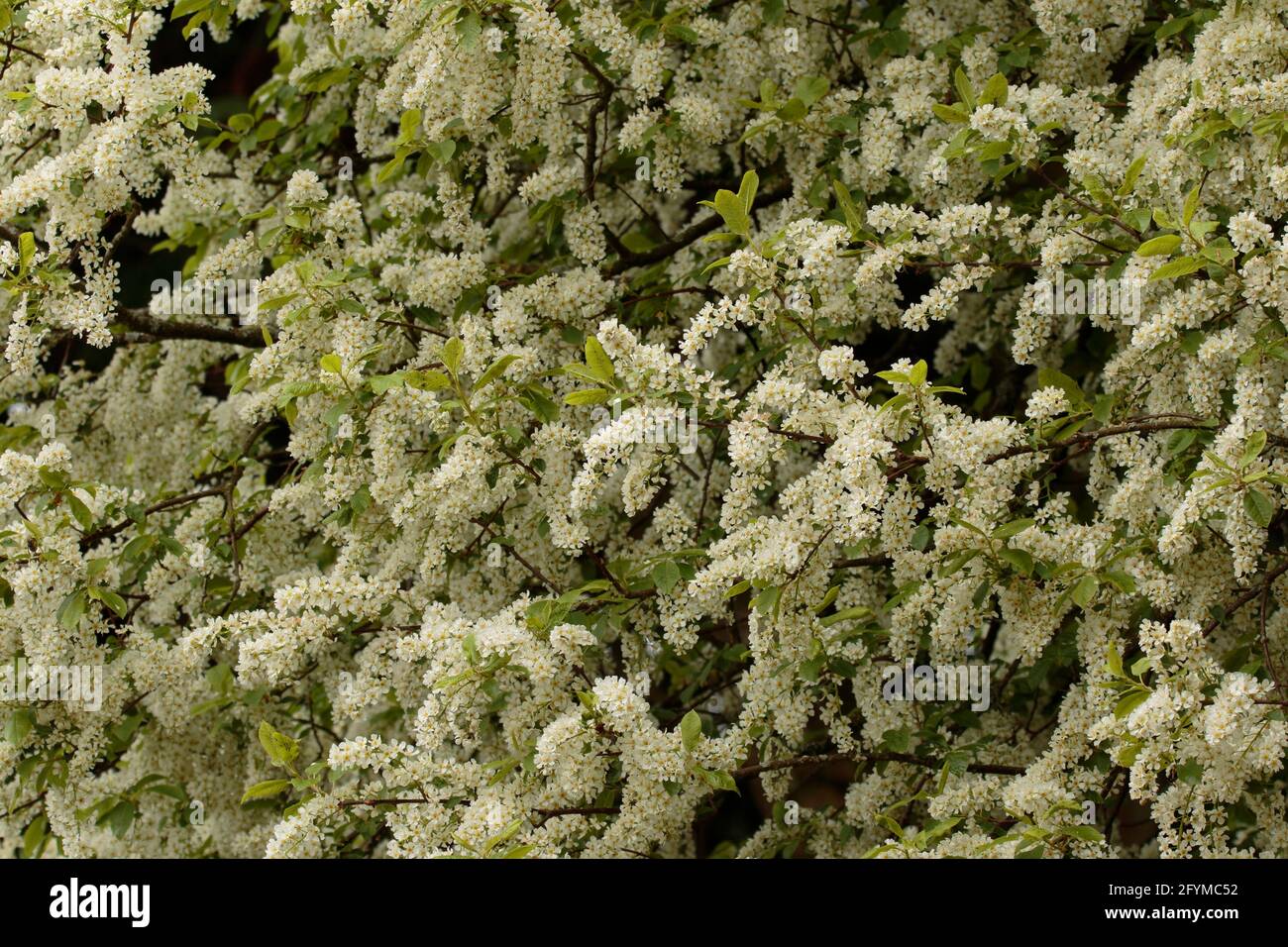 Bird Cherry tree in blossom Stock Photo - Alamy