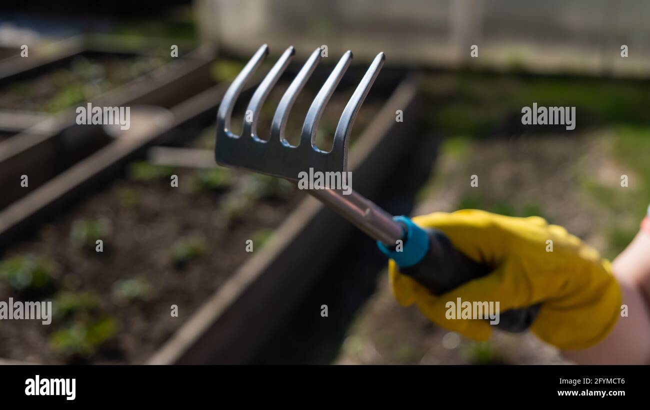 Close-up of a garden rake in the hands of a gardener Stock Photo - Alamy