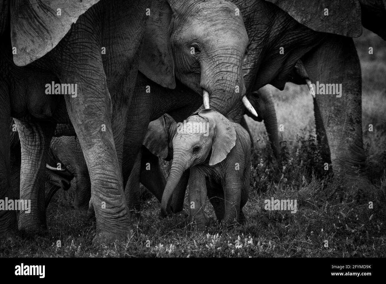 Puffins in Scottish summer on the cliff tops Stock Photo - Alamy
