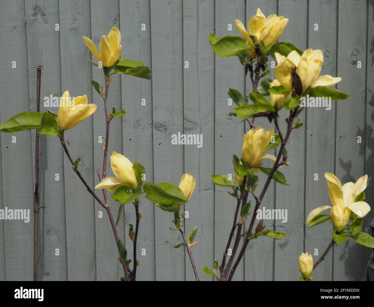 Yellow Daphne High Resolution Stock Photography and Images - Alamy