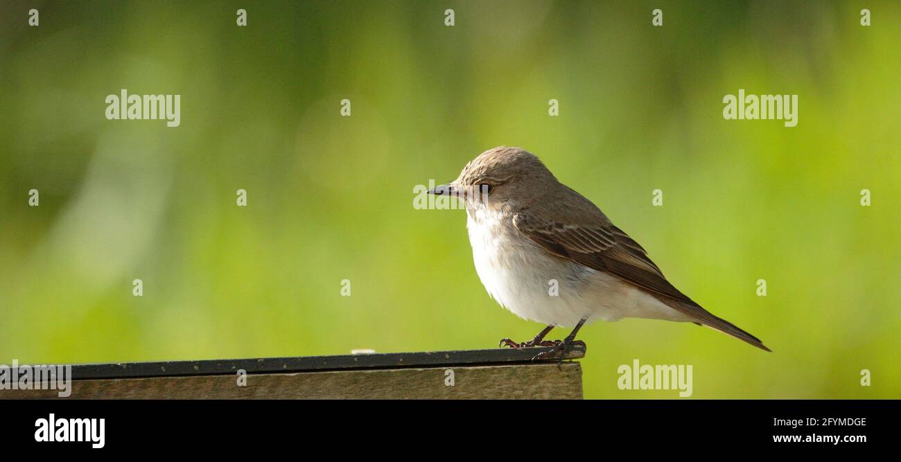 Spotted flycatcher flying hi-res stock photography and images - Alamy