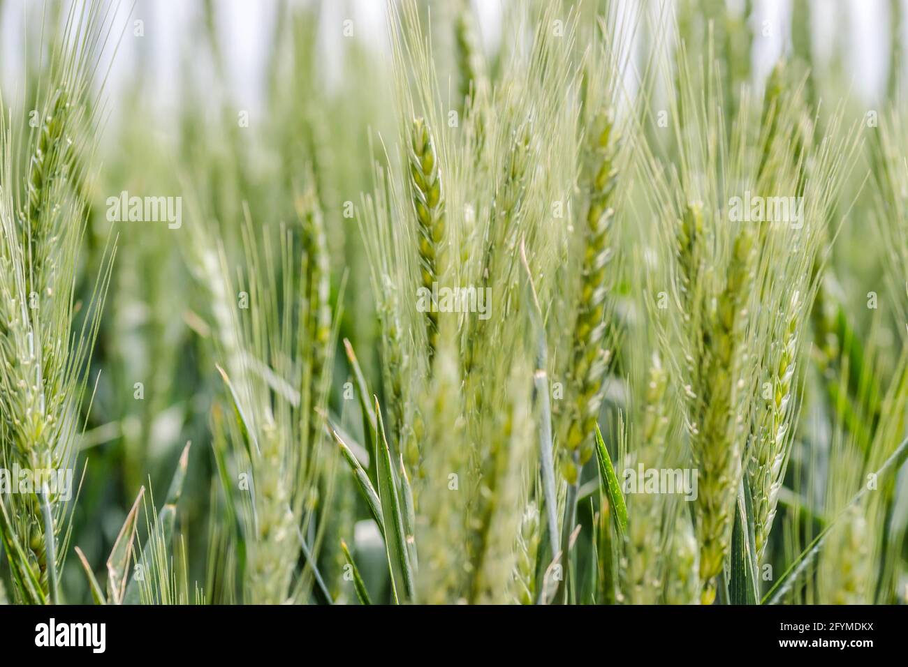 Plants flowering phase hi-res stock photography and images - Alamy
