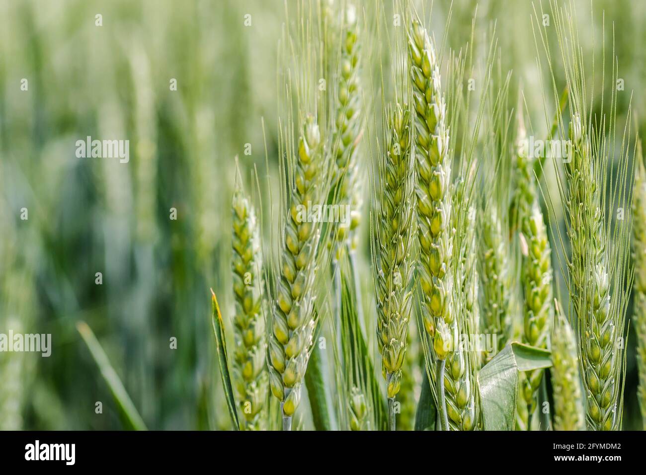 Flowering Phase of Wheat Plants Cultivated in the Farm Field Stock ...