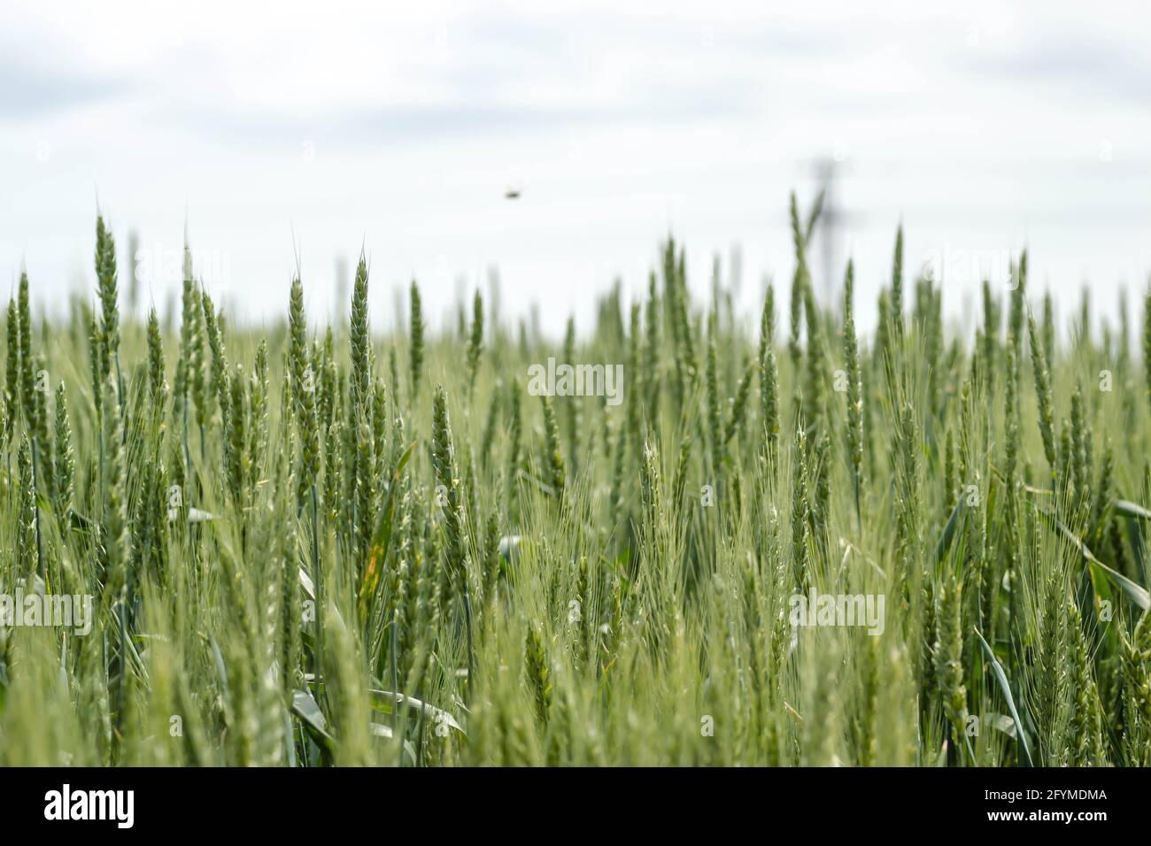 Flowering Phase of Wheat Plants Cultivated in the Farm Field Stock ...
