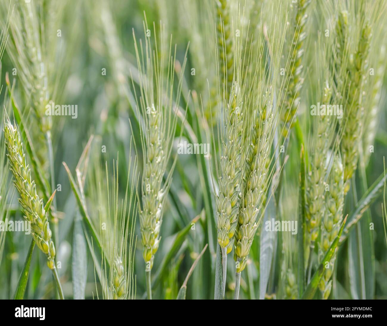 Flowering Phase of Wheat Plants Cultivated in the Farm Field Stock ...