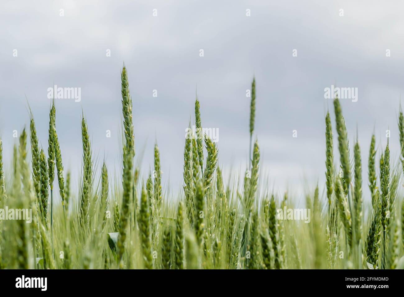 Early access phase hi-res stock photography and images - Alamy