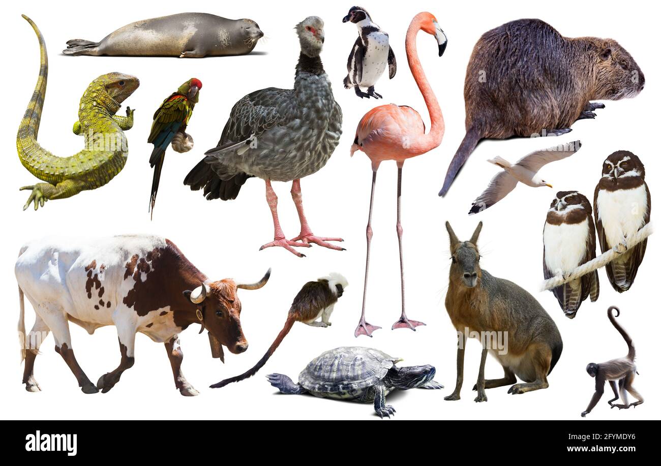 collection of different reptiles; birds; mammal animals and insects ...