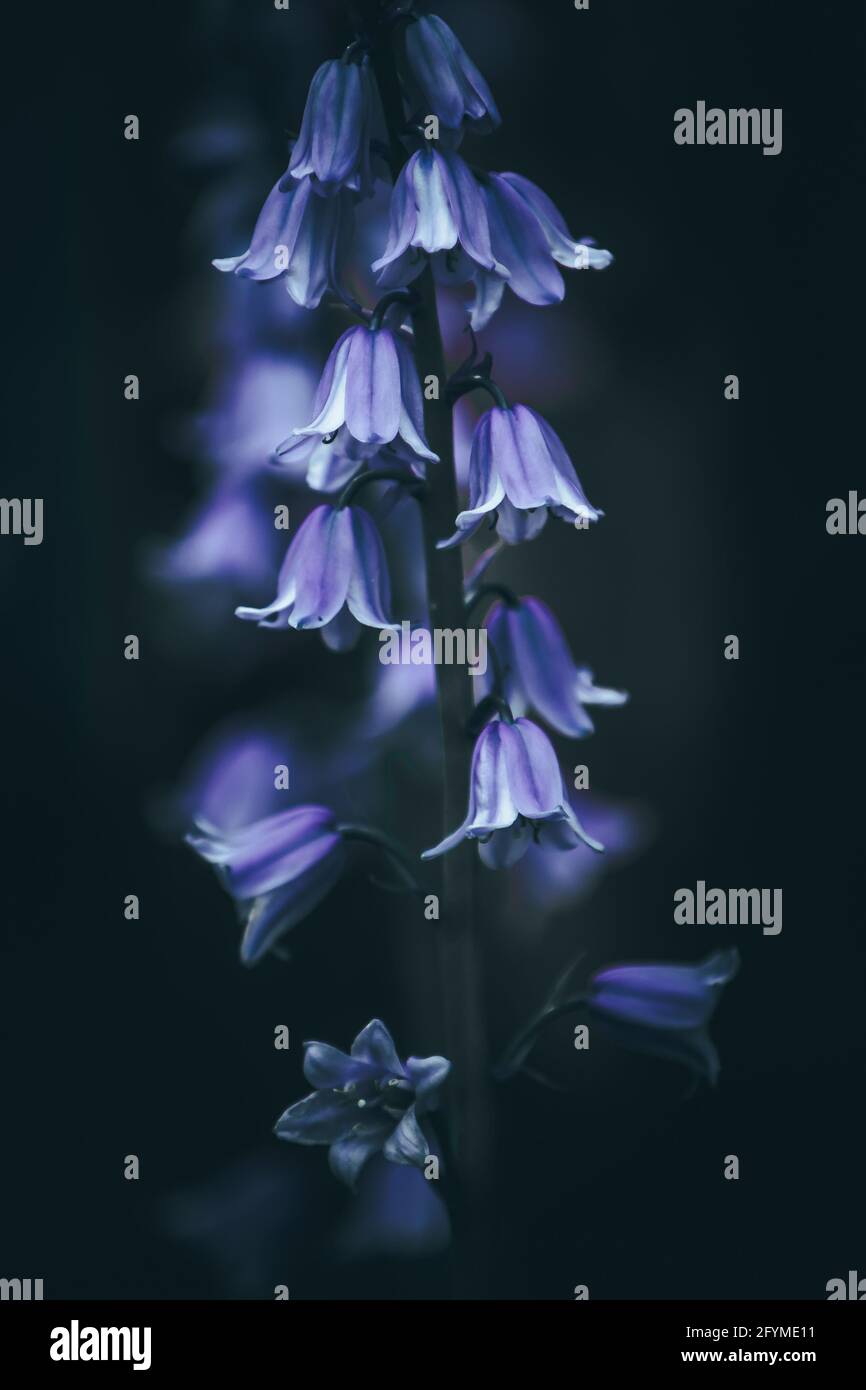 Happy in bluebell wood hi-res stock photography and images - Alamy