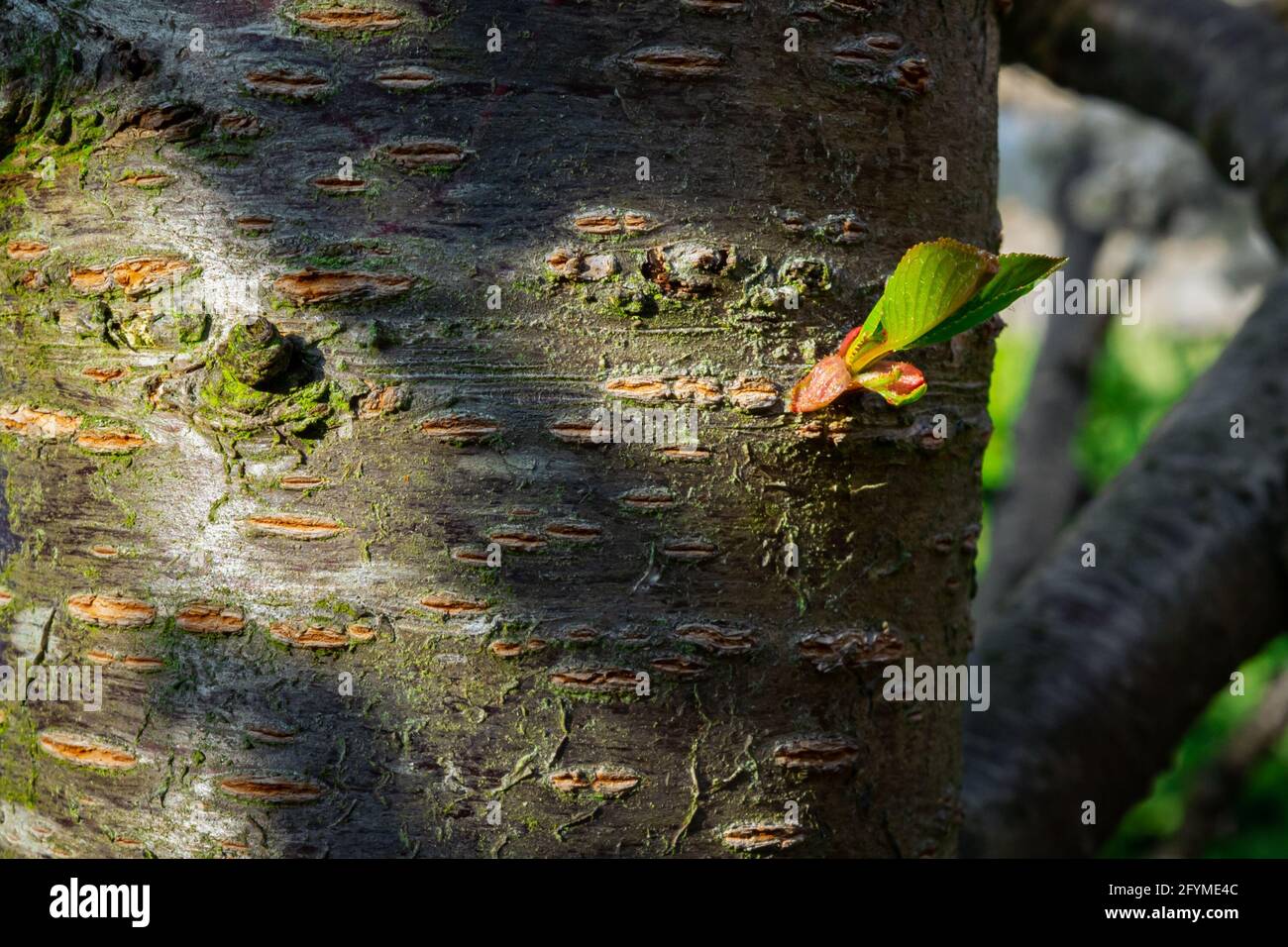 Small fresh leaf growing on the trunk of a cherry tree Stock Photo - Alamy