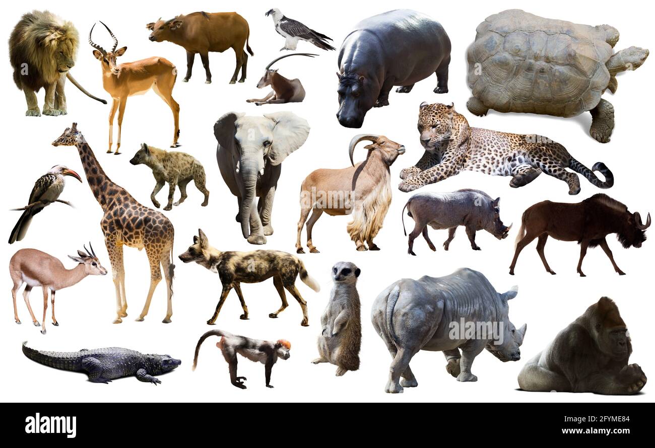 African Mammals