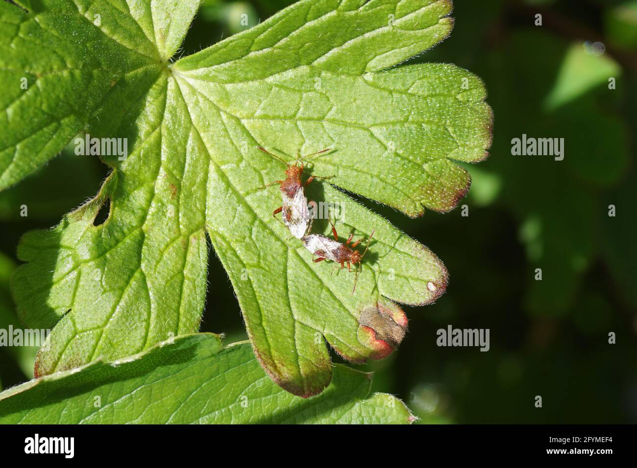Two mating bugs Rhopalus subrufus. Family Scentless Plant Bugs ...