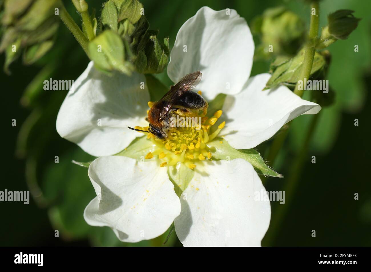 Family andrenidae hi-res stock photography and images - Alamy
