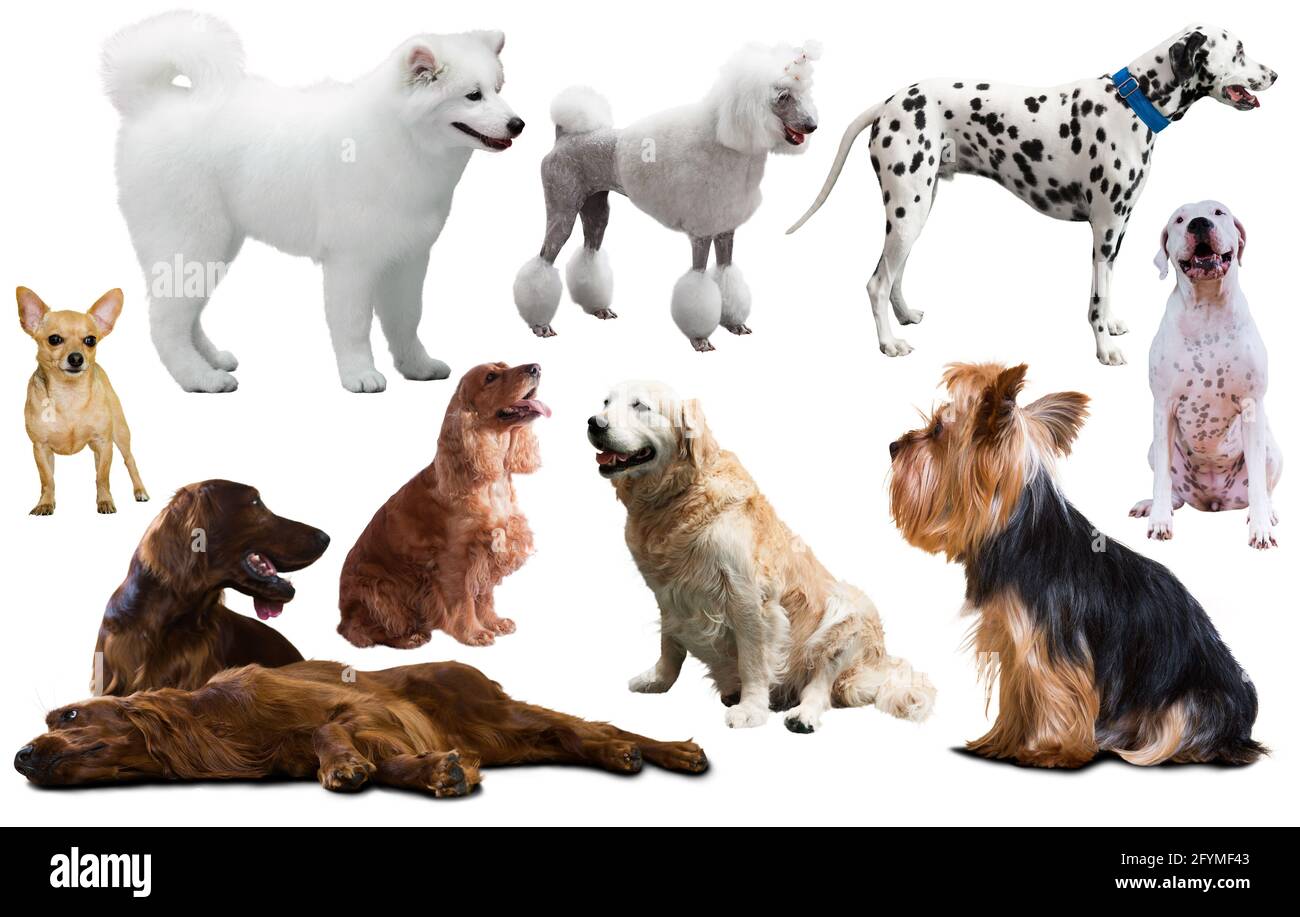 Collection of various dog breeds isolated on white Stock Photo - Alamy