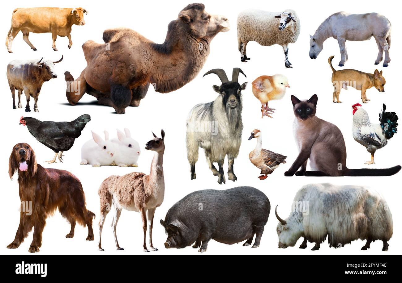 set of various farming animals including cattle and pets isolated Stock ...