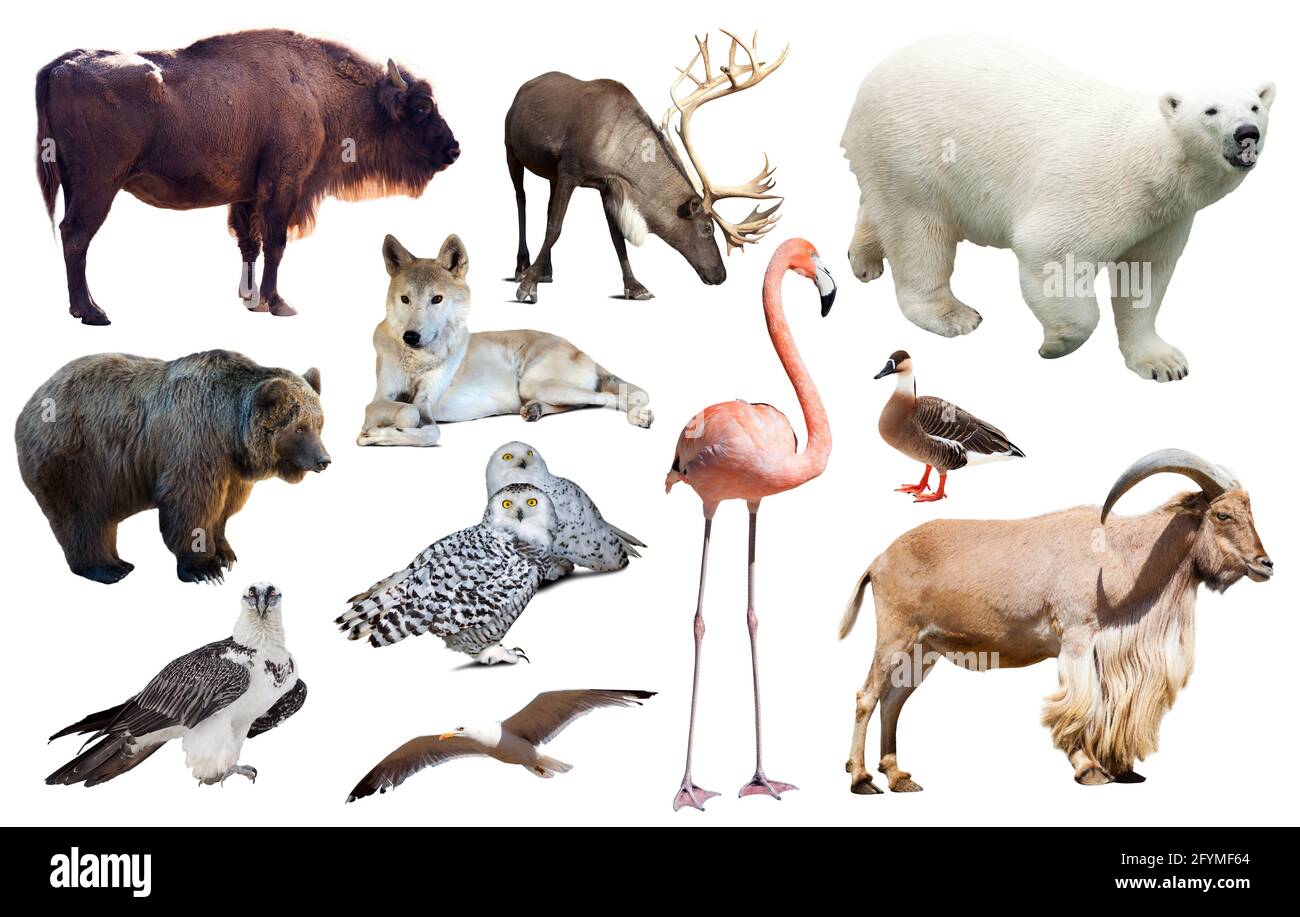 assortment of many European wild birds and mammal animals isolated on ...