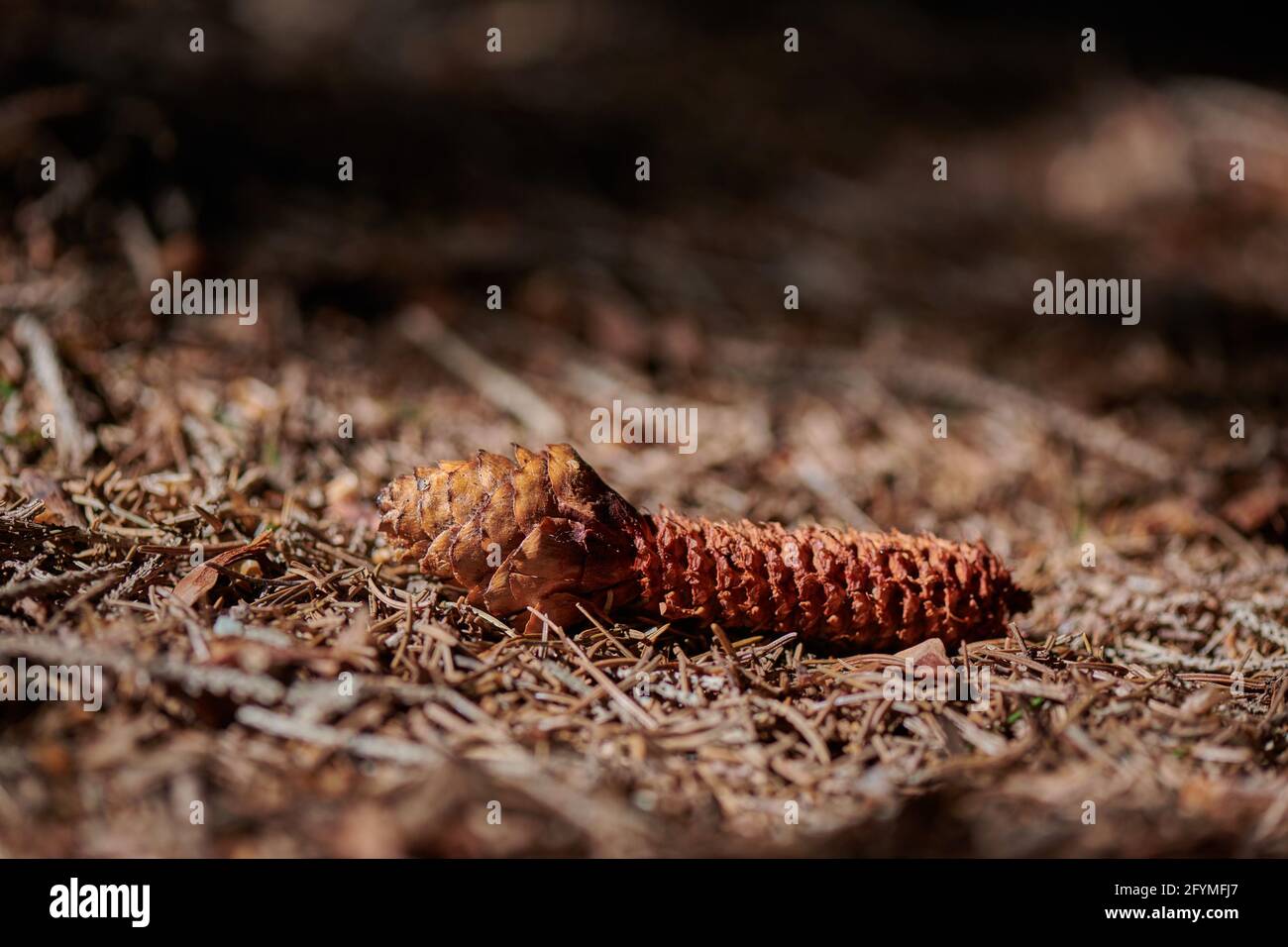 pine cone in the woods eaten by squirre Stock Photo - Alamy