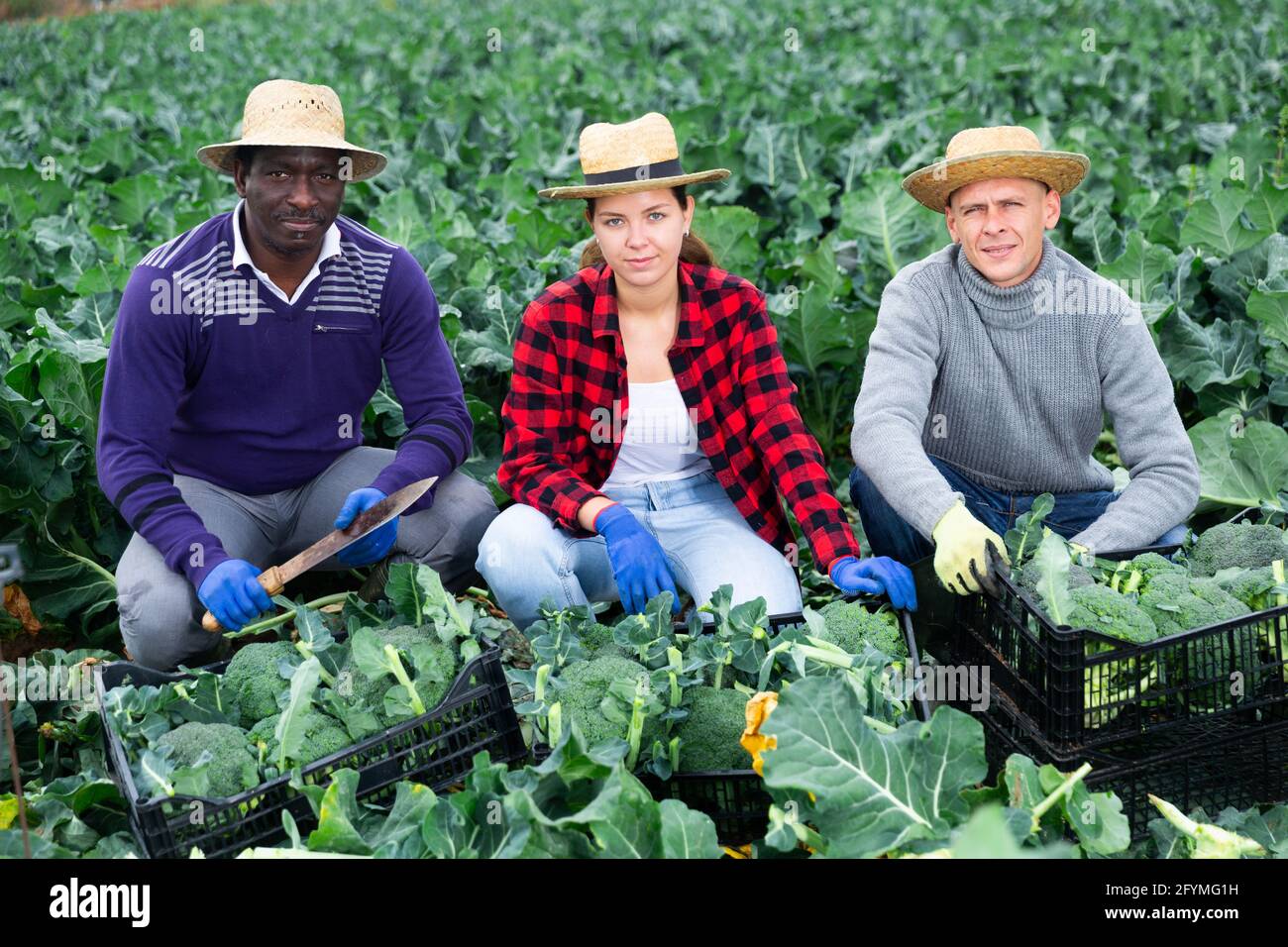Group of farmers in straw hats posing with freshly harvested broccoli ...