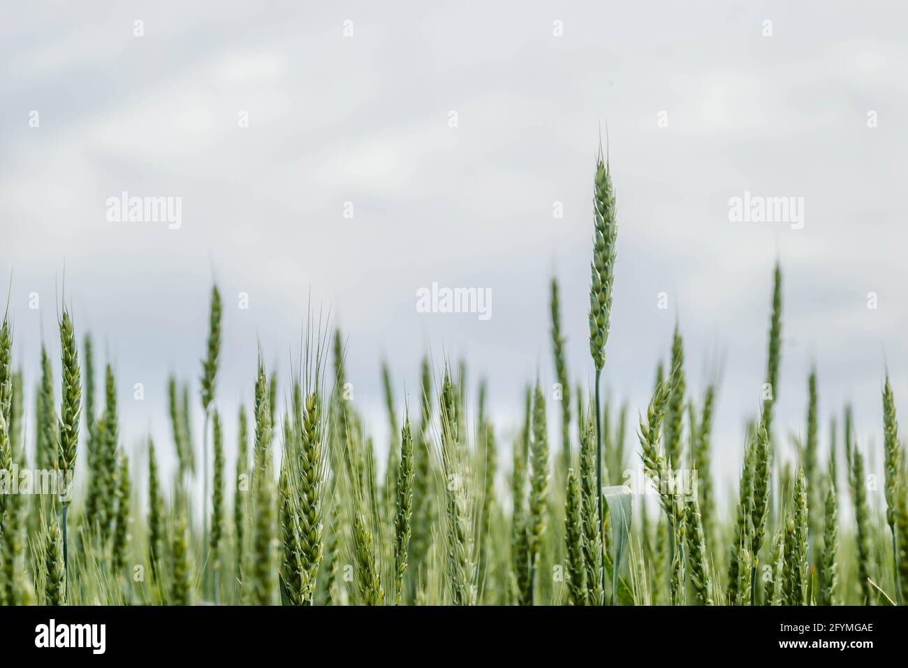 Flowering Phase of Wheat Plants Cultivated in the Farm Field Stock ...