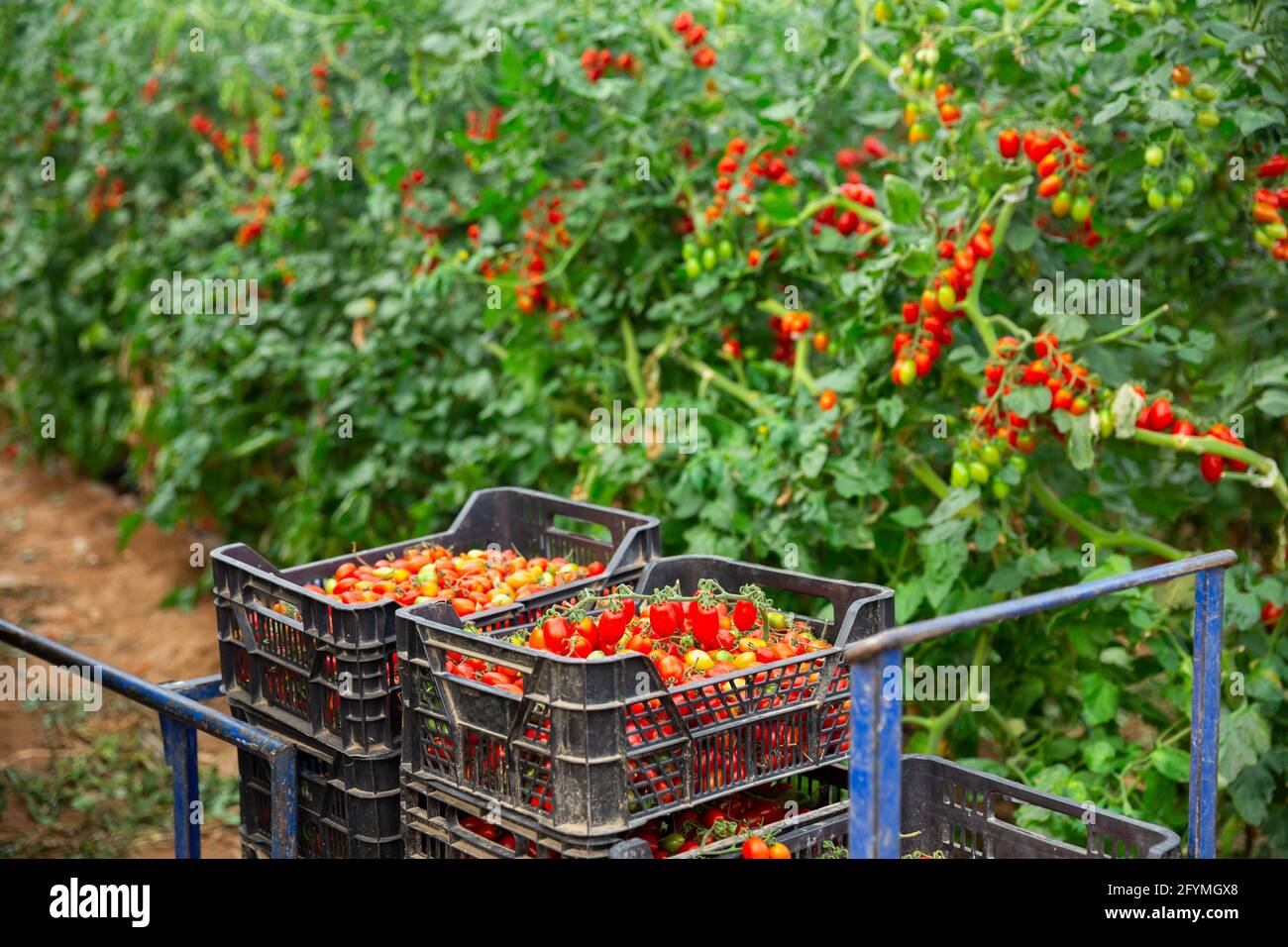 Rows of harvest of red tomatoes in farm greenhouse Stock Photo - Alamy