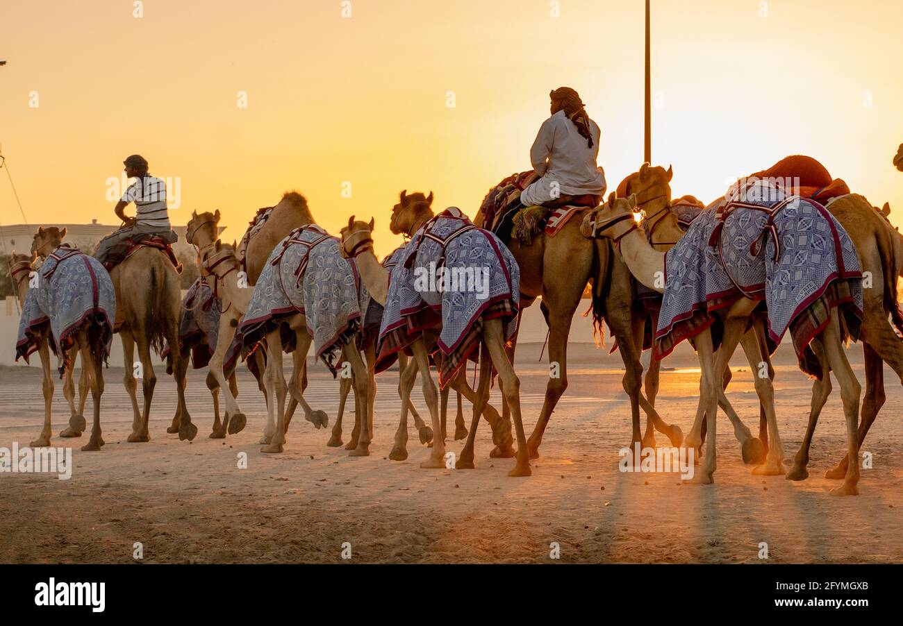 Ash-Shahaniyah, Qatar- March 21 2021 : Jockeys taking the camels for ...