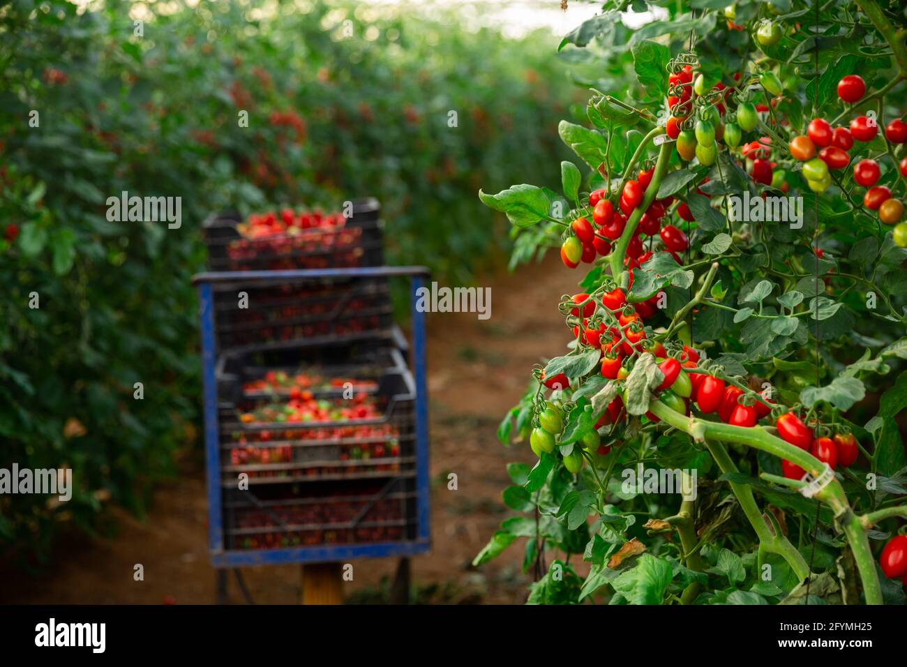 Plantation of red organic tomatoes in hothouse during harvest. Growing ...