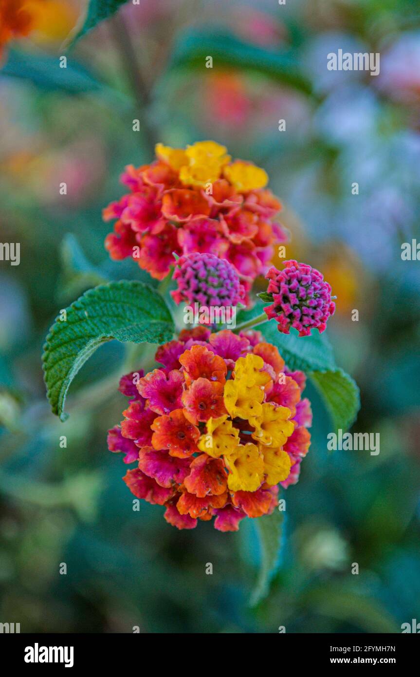 Vertical shot of West Indian Lantanas blooming in a garden with a ...