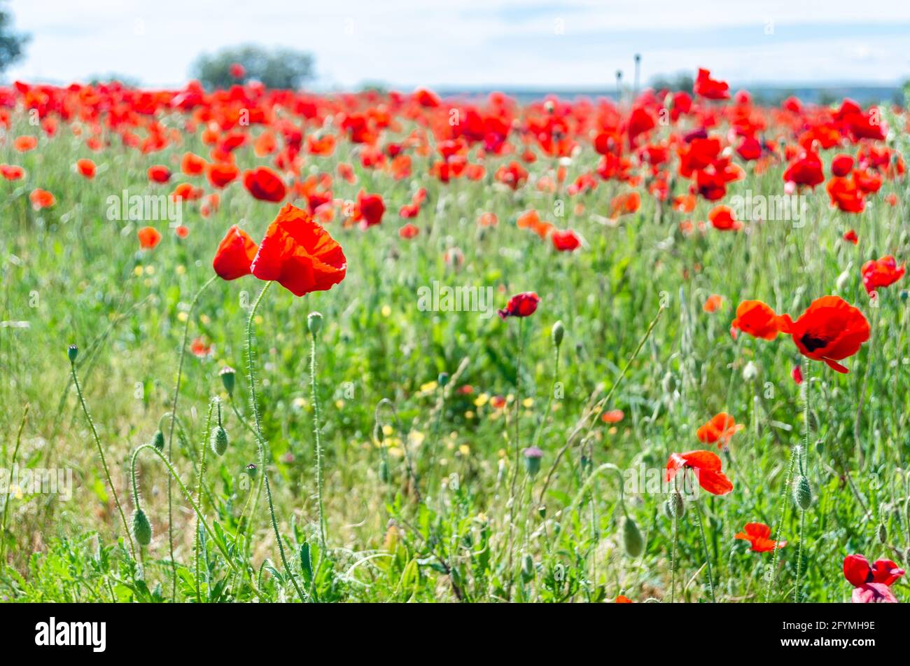 Spring landscape with blooming red poppies in a field in Castilla La ...