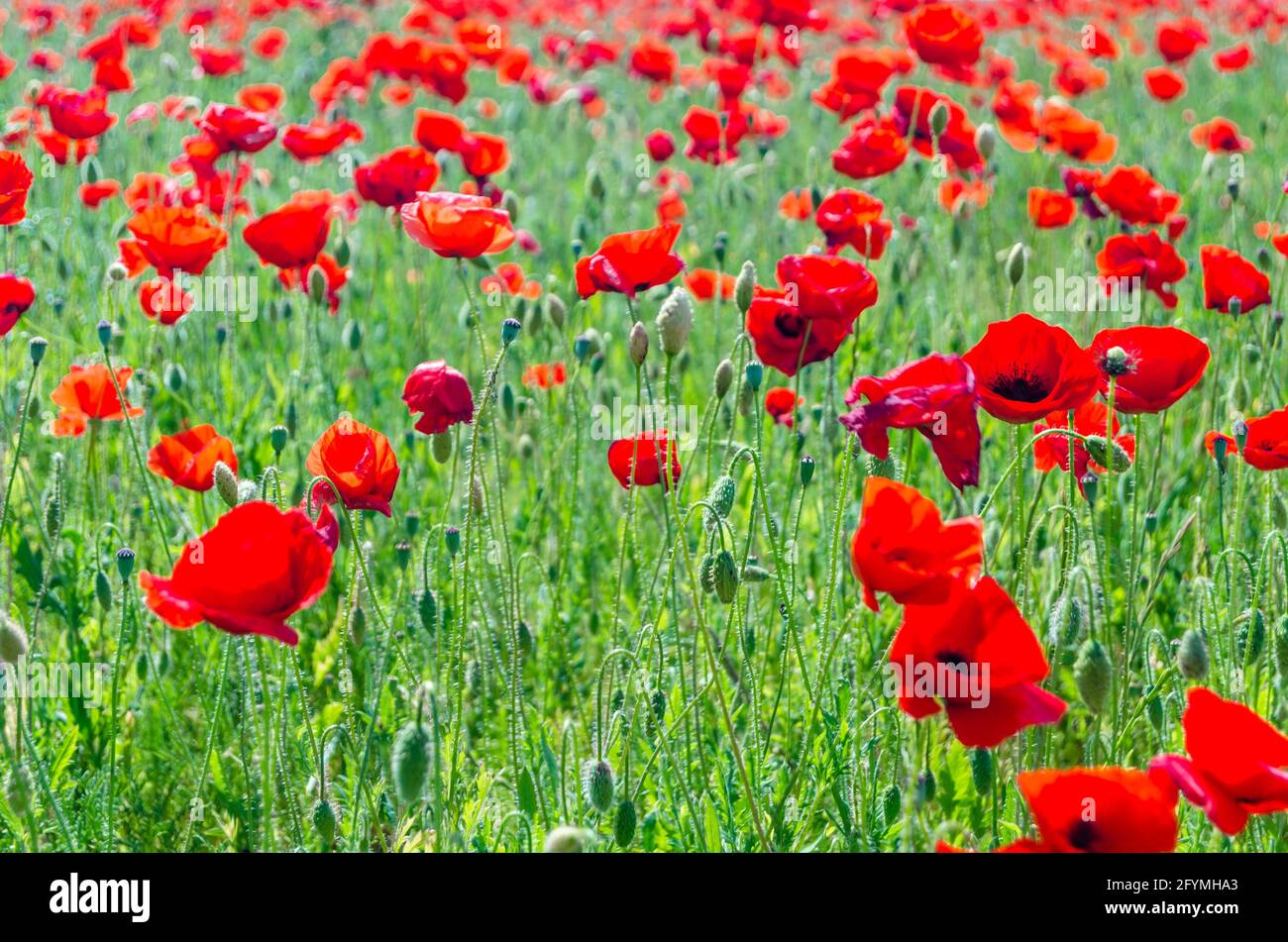 Spring landscape with blooming red poppies in a field in Castilla La ...