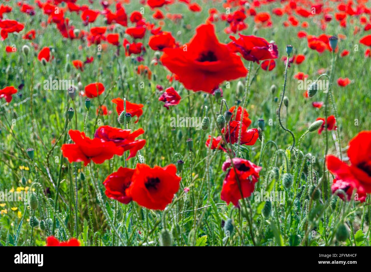 Spring landscape with blooming red poppies in a field in Castilla La ...