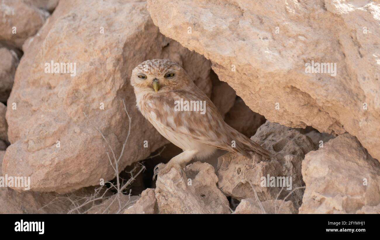 Little Owl standing over Rock Pile at the southern Desert of Qatar ...