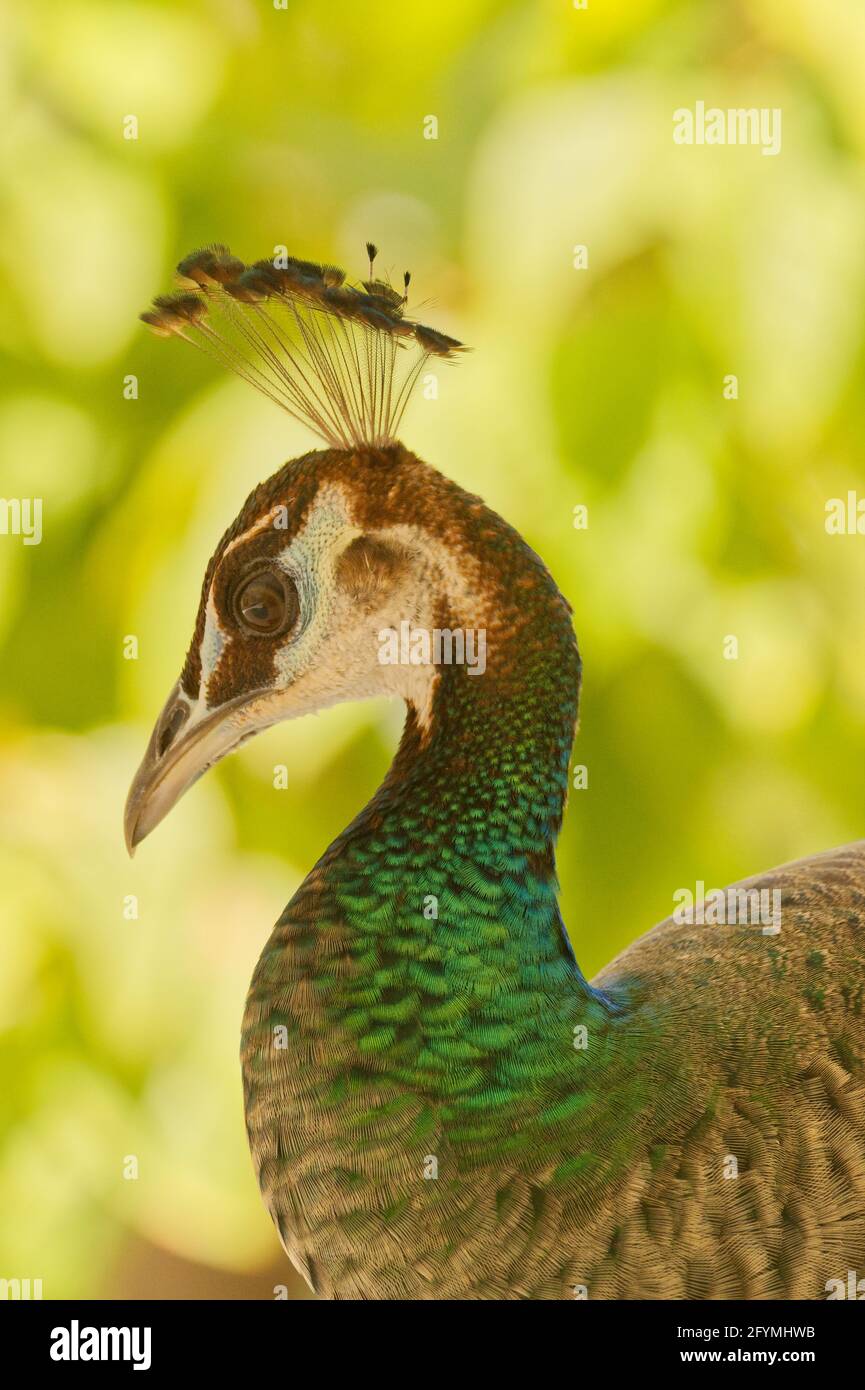 Indian peafowl pavo cristatus in hi-res stock photography and images ...