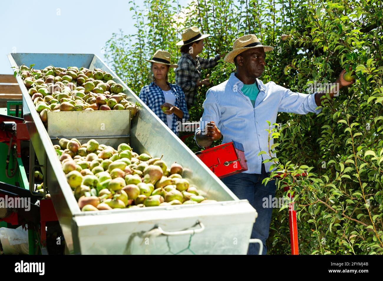 International group of people gathering in crops of ripe pears, using ...