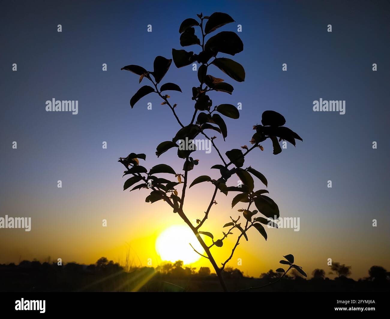 Selective focus of tree branches at sunrise Stock Photo - Alamy